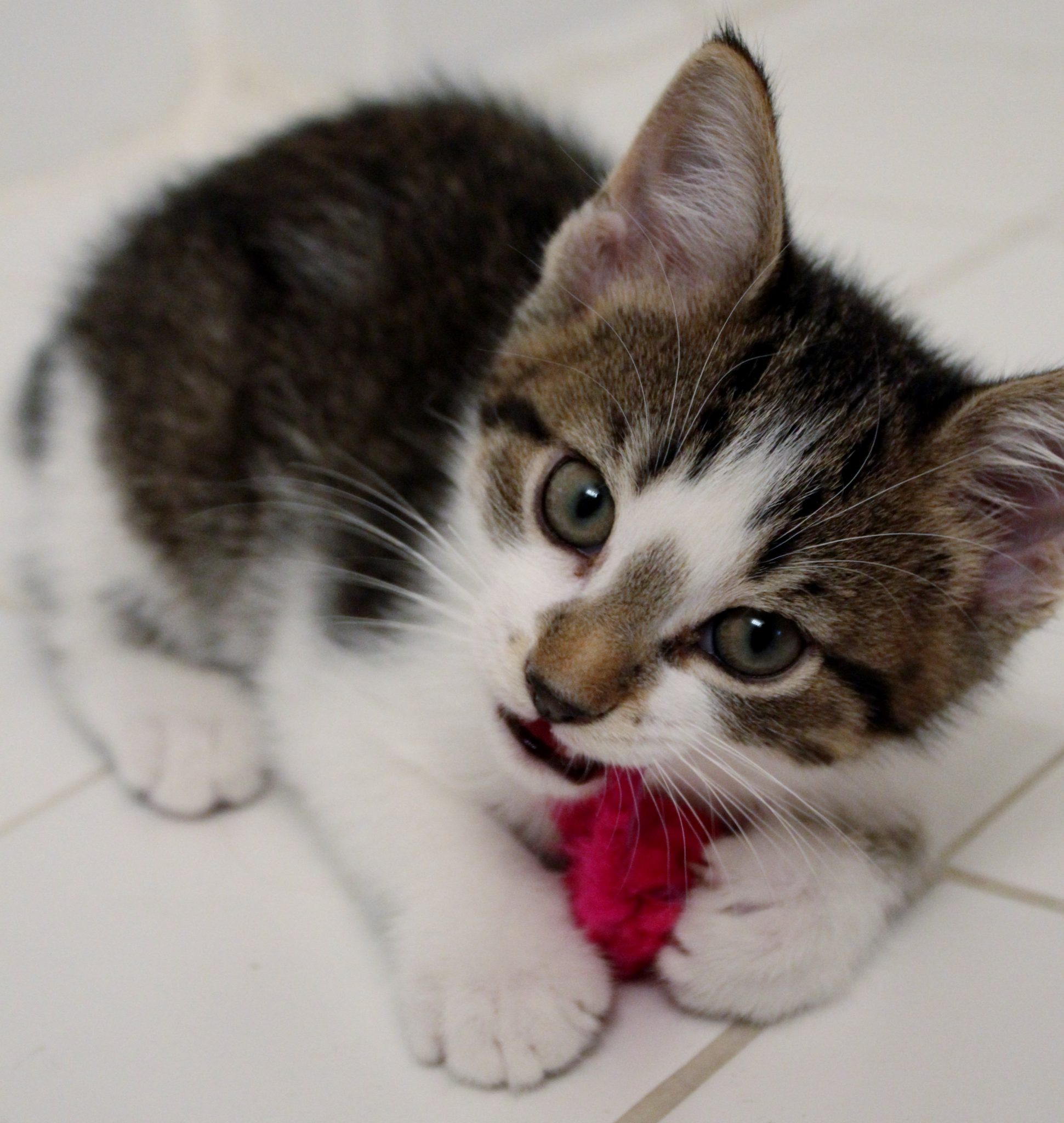 Our Foster Program - Homeward Trails Animal Rescue | Pet Adoption in VA ...