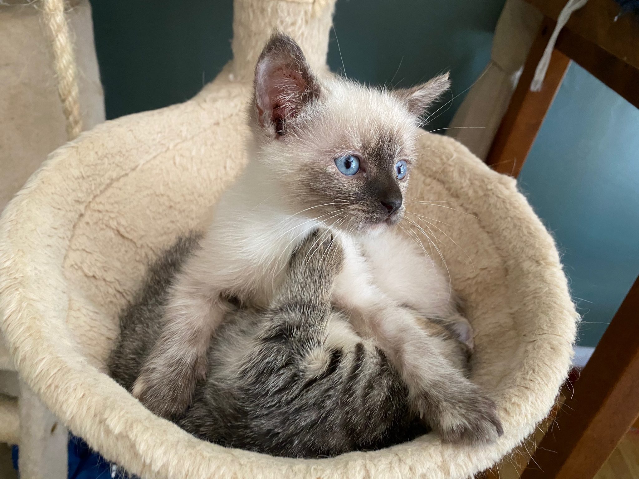 Common Cat Hazards - Homeward Trails Animal Rescue | Pet Adoption in VA ...