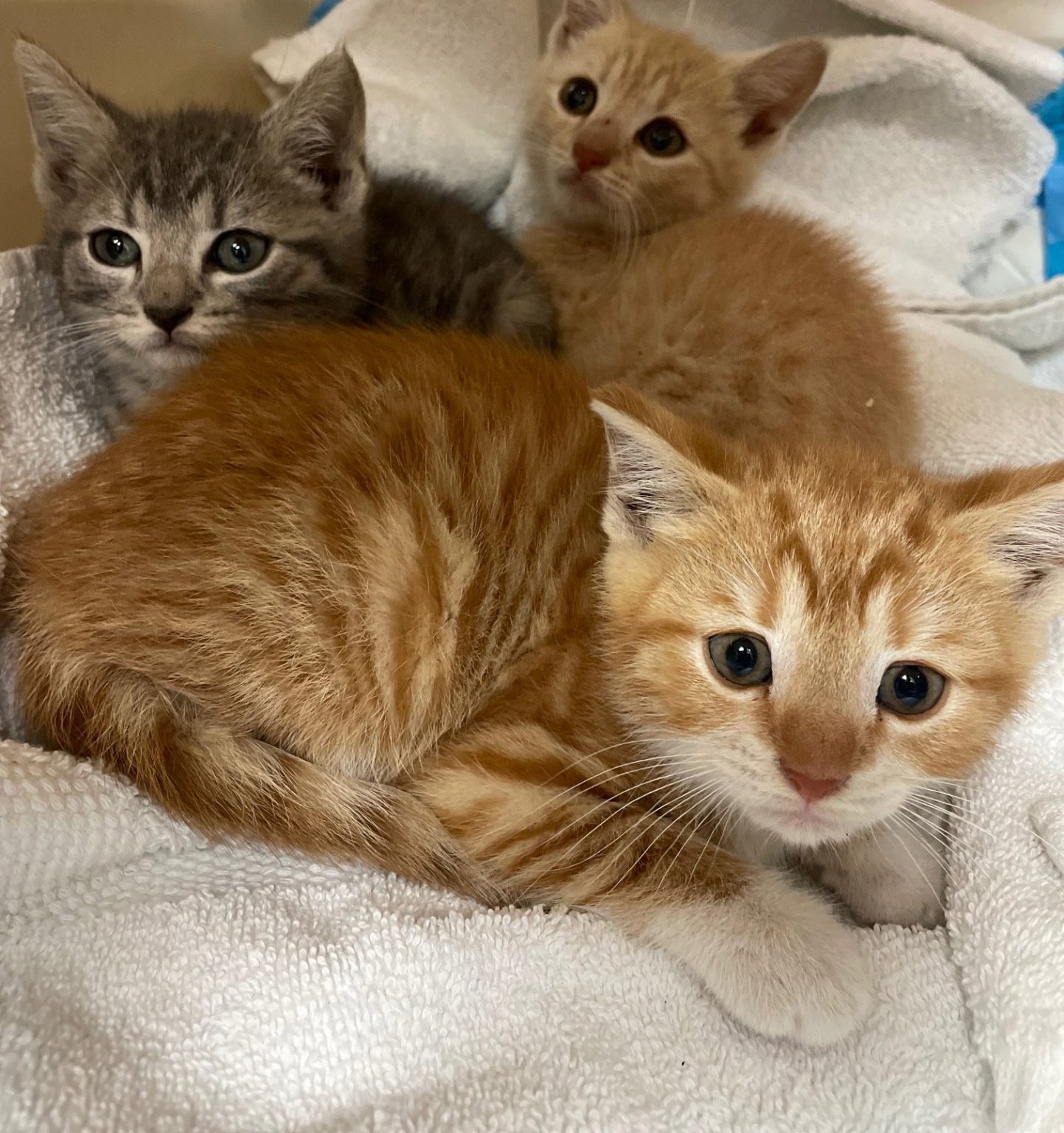 Why We Place Kittens in Pairs - Homeward Trails Animal Rescue | Pet ...