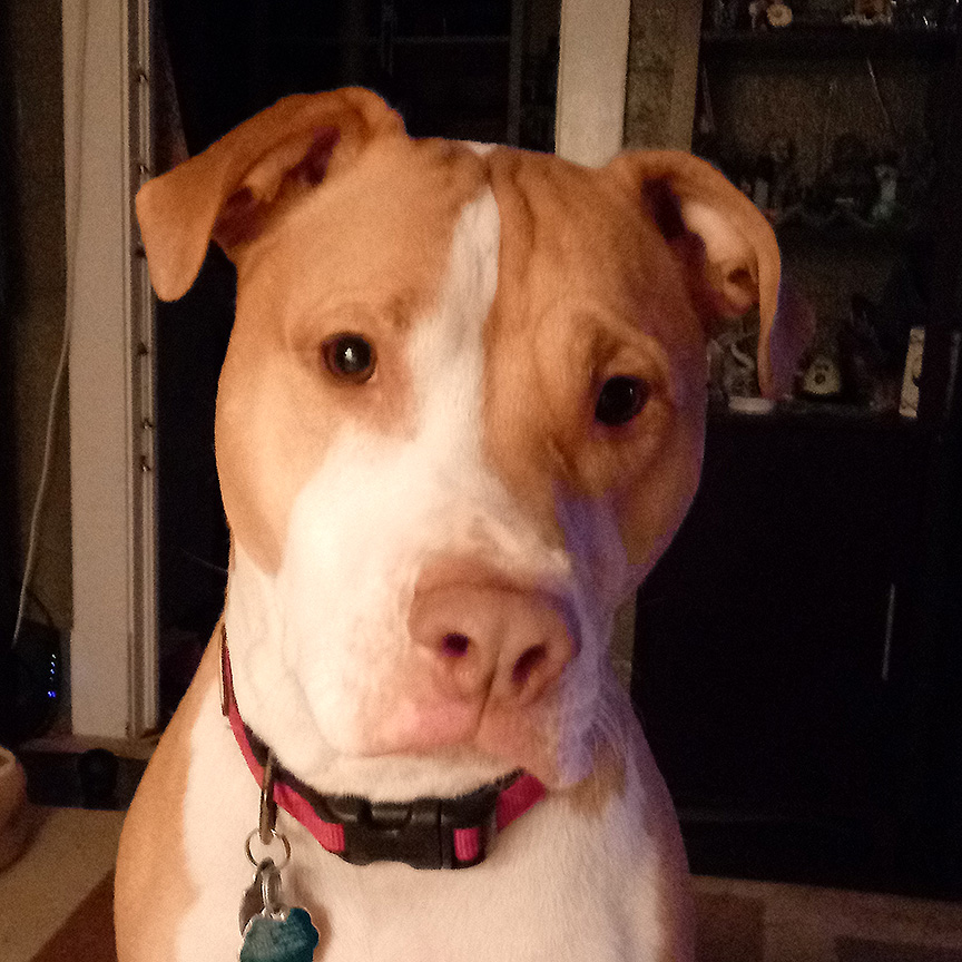 Home to a Home - Homeward Trails Animal Rescue | Pet Adoption in VA, DC, MD
